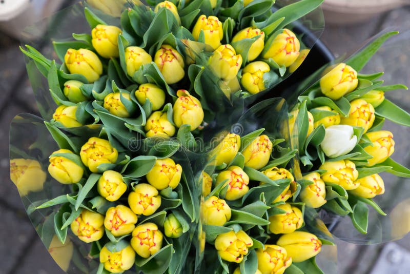 Top View of Fresh Yellow Tulips Bouquet Stock Photo - Image of ...