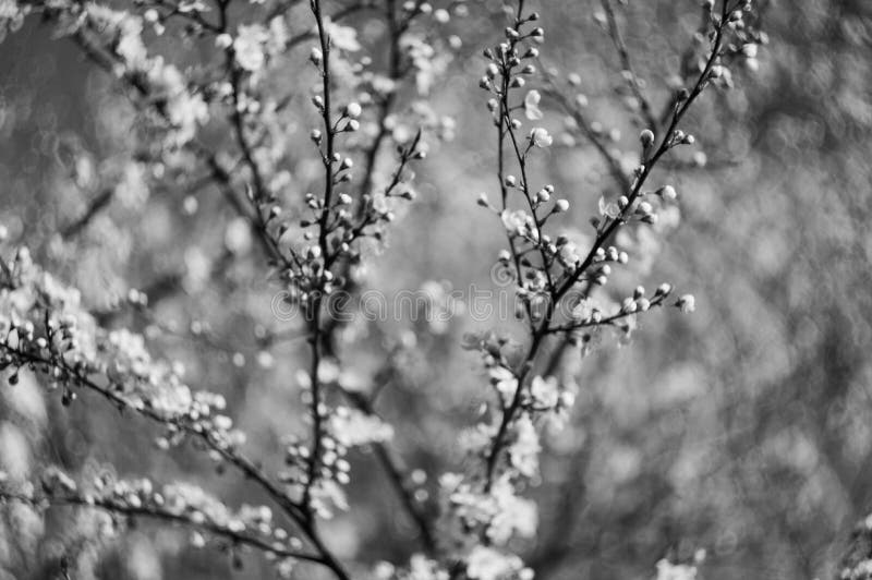 Spring Flowers on the Tree with Black and White Colors Stock Photo ...