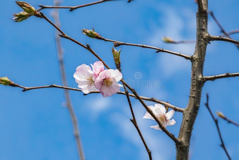 Spring Flowers on Tree Branches in Nature Stock Photo - Image of nature ...