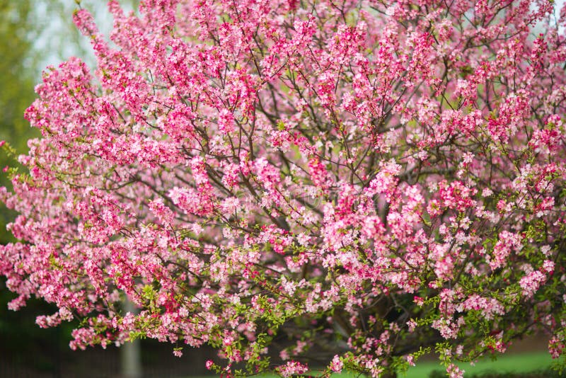 Spring Flowers on a Tree stock image. Image of branches - 40204369