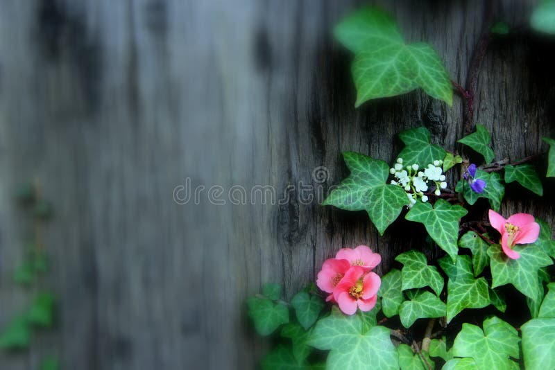 Spring Flowers on the Tree Ivy Stock Image - Image of background ...