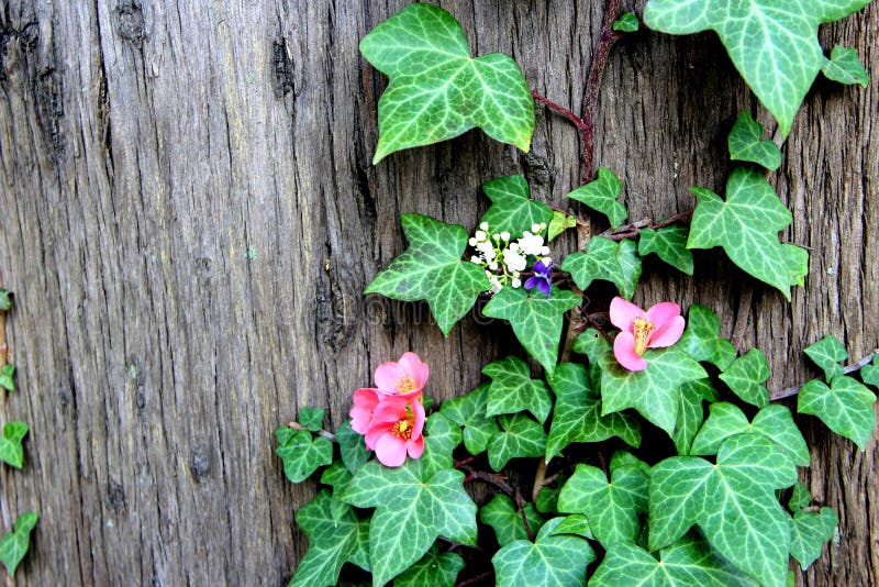 Spring Flowers on the Tree Ivy Stock Photo - Image of vine, spring ...