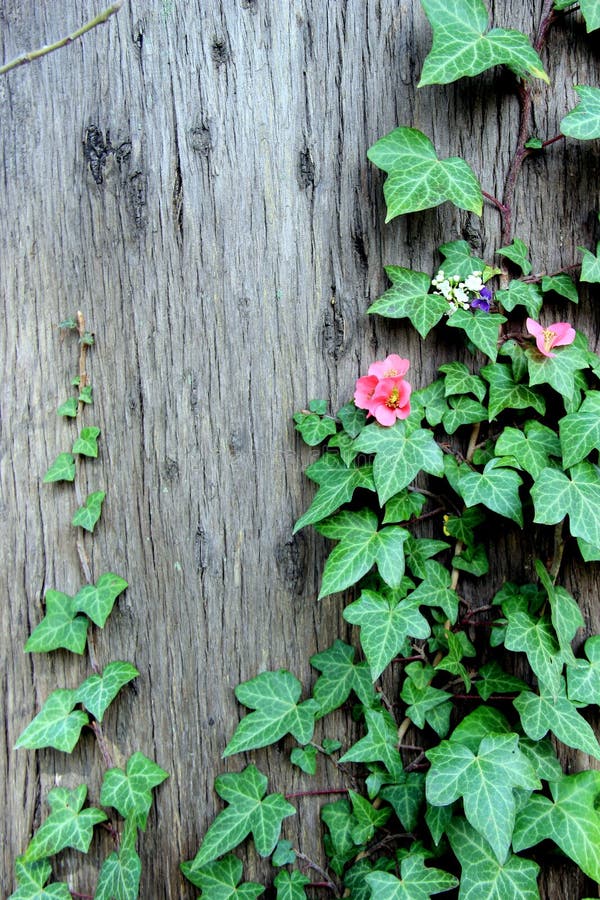 Spring Flowers on the Tree Ivy Stock Photo - Image of wood, vine: 88881286