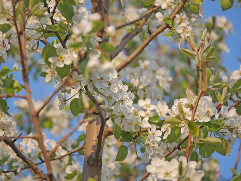 Spring Flowers on Tree Macro Stock Photo - Image of green, closeup ...