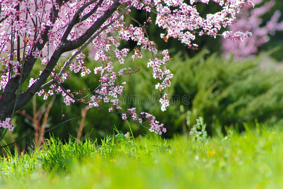 Springtime love story stock photo. Image of peace, flowers - 30280808