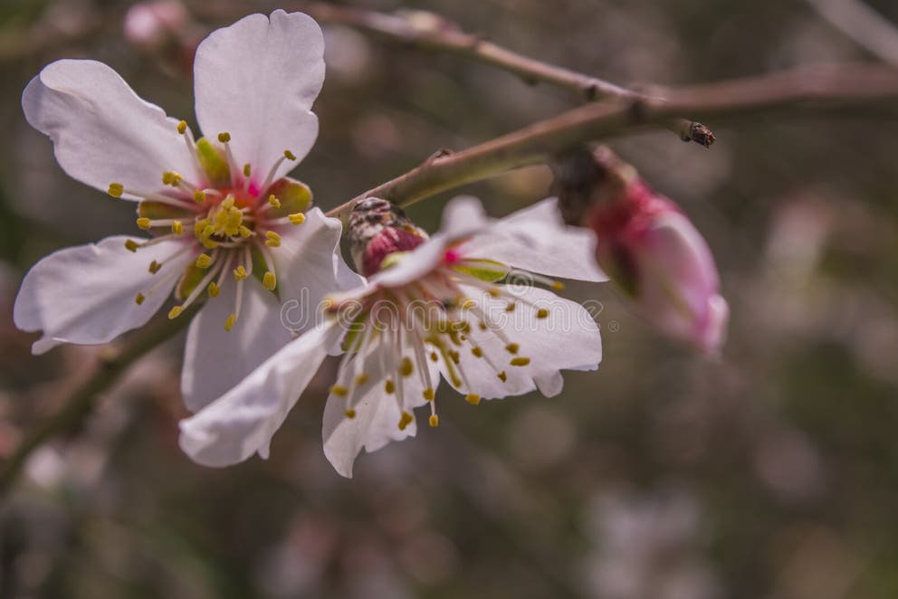 Spring flowers on a tree stock image. Image of flowers - 139741893
