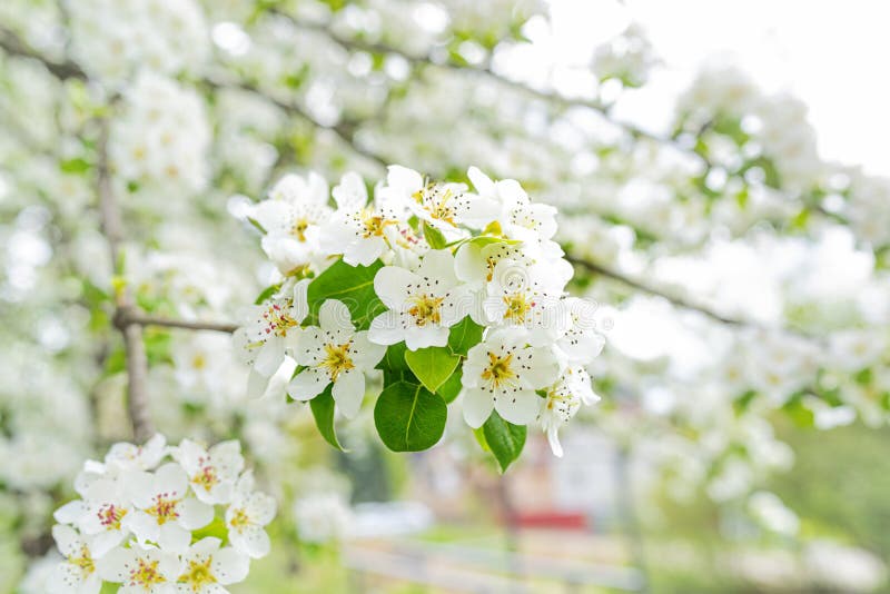 Spring Flowers on the Tree. Stock Photo - Image of petal, springtime ...