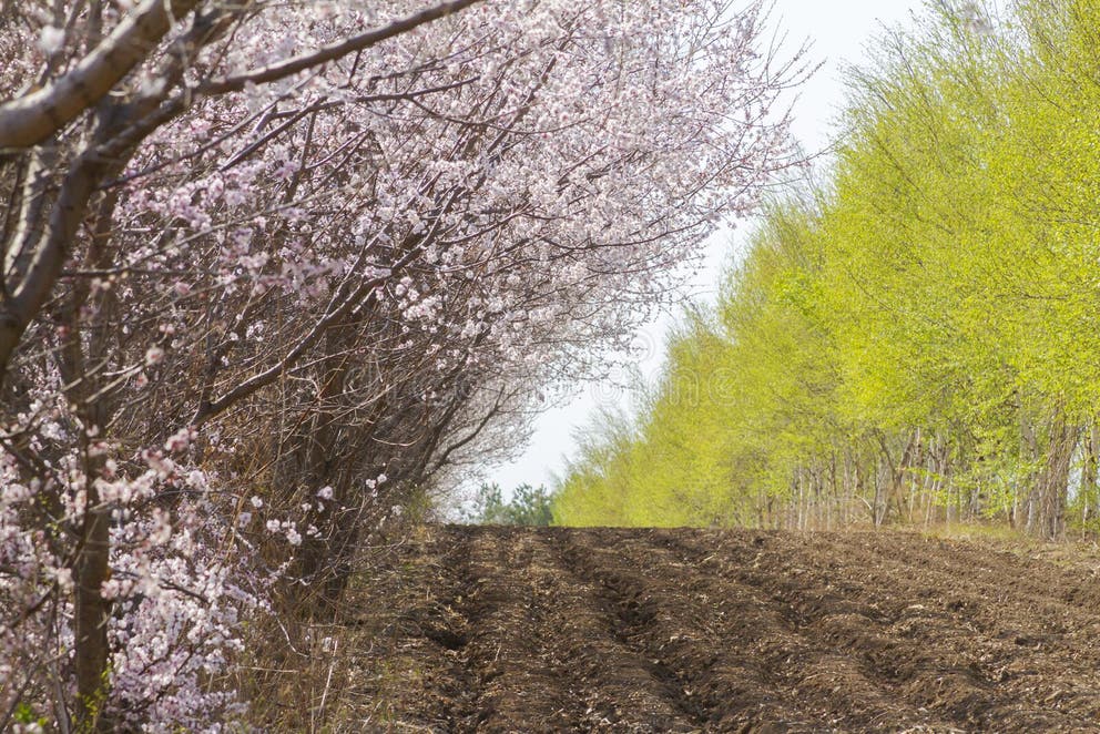 Spring Flowers and Tree Sprouting in a Park Stock Photo - Image of ...
