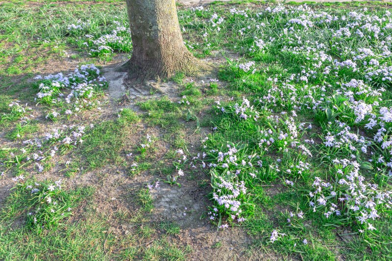 Spring Flowers and Tree Trunk Stock Photo - Image of abstract, foliage ...
