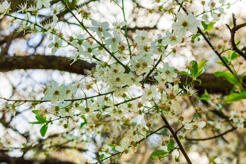 .spring Flowers of a Tree, in White and Yellow with Green Leaves and ... .spring Flowers of a Tree, in White and Yellow with Green Leaves and ...