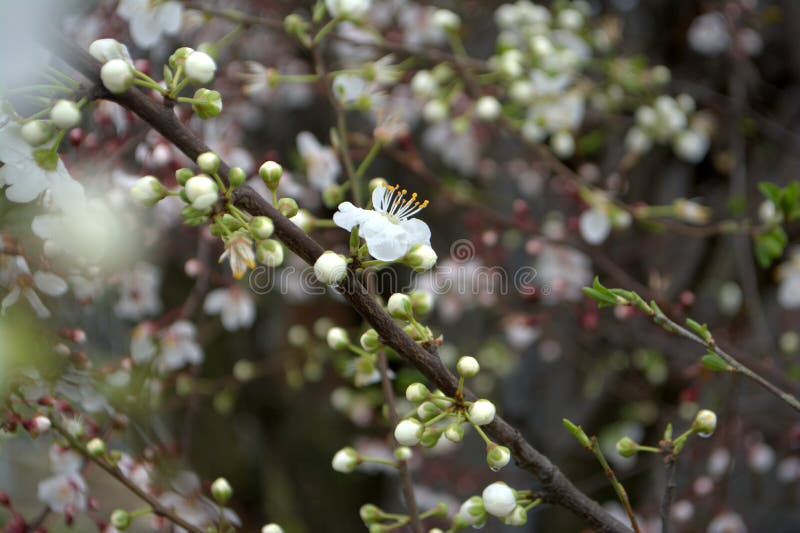 Spring flowers and trees stock photo. Image of interior - 111203380