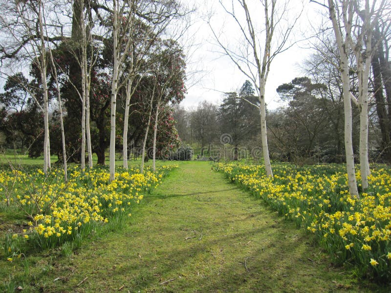 A Walk in Spring stock image. Image of grass, walk, spring - 113456783