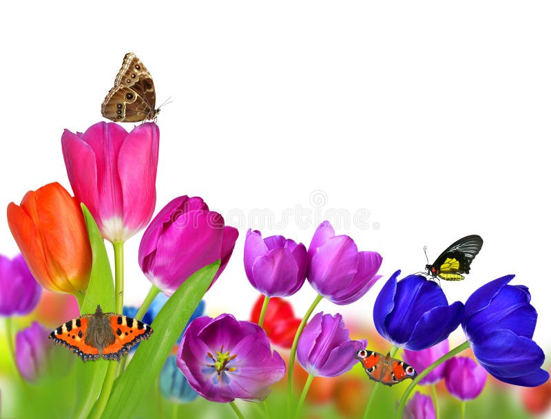 Happy Spring Images With Butterflies