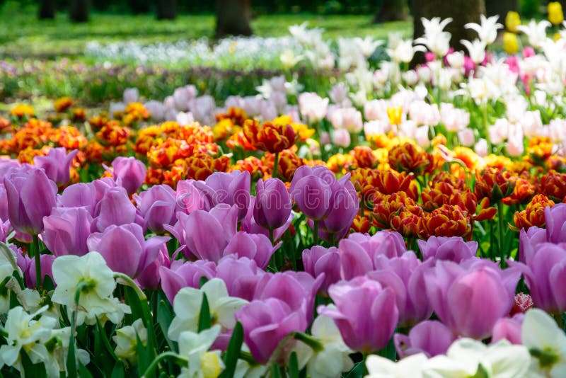 Spring flowers, tulips. stock image. Image of multiple - 91852375