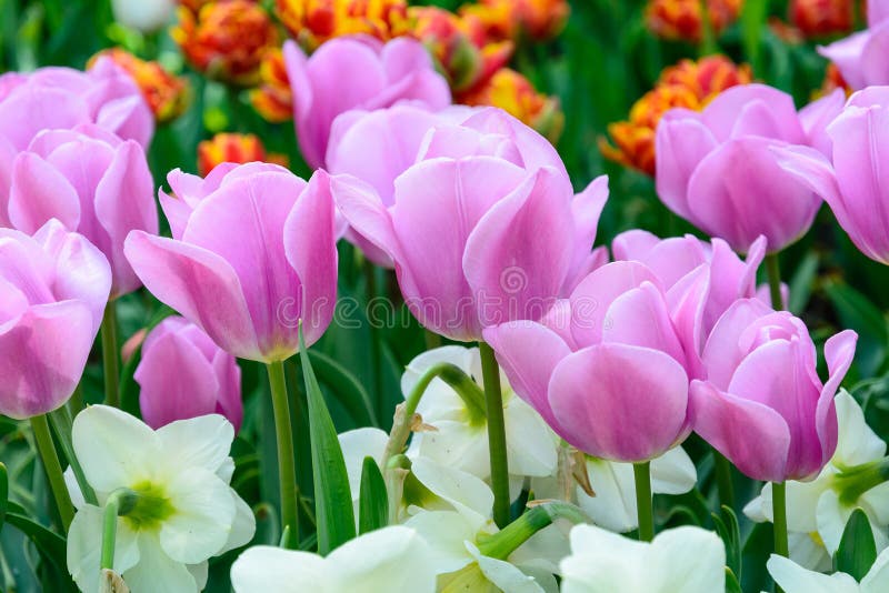 Spring flowers, tulips. stock photo. Image of beauty - 91852634