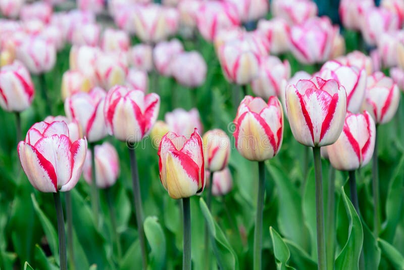 Spring flowers, tulips. stock image. Image of plant, color - 77043151