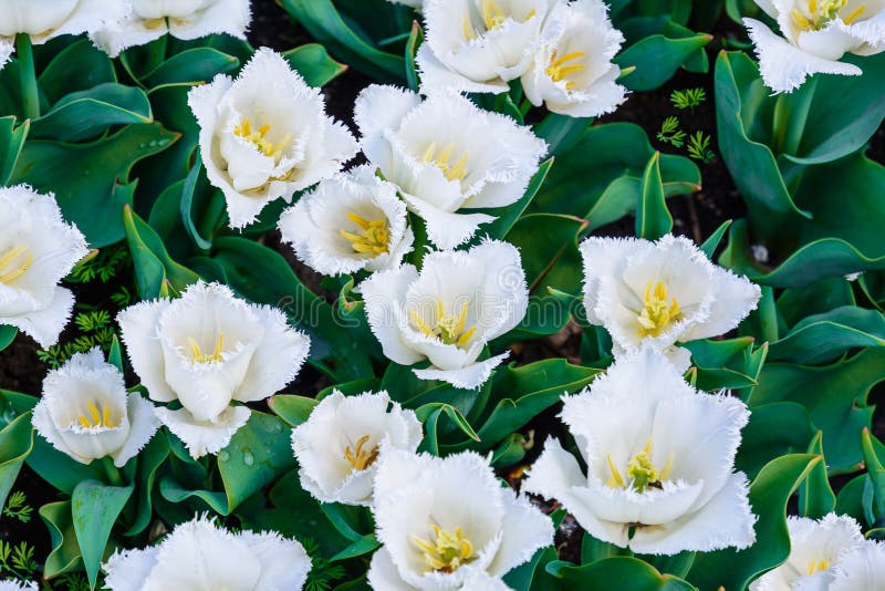 Spring flowers, tulips. stock image. Image of garden - 77043203