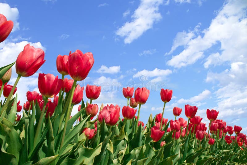 Spring Flowers Tulips in Blue Sky Stock Photo - Image of blossoming ...