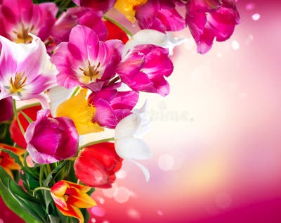 3,083 Pink Yellow Spring Tulips Flower Border Stock Photos - Free ...