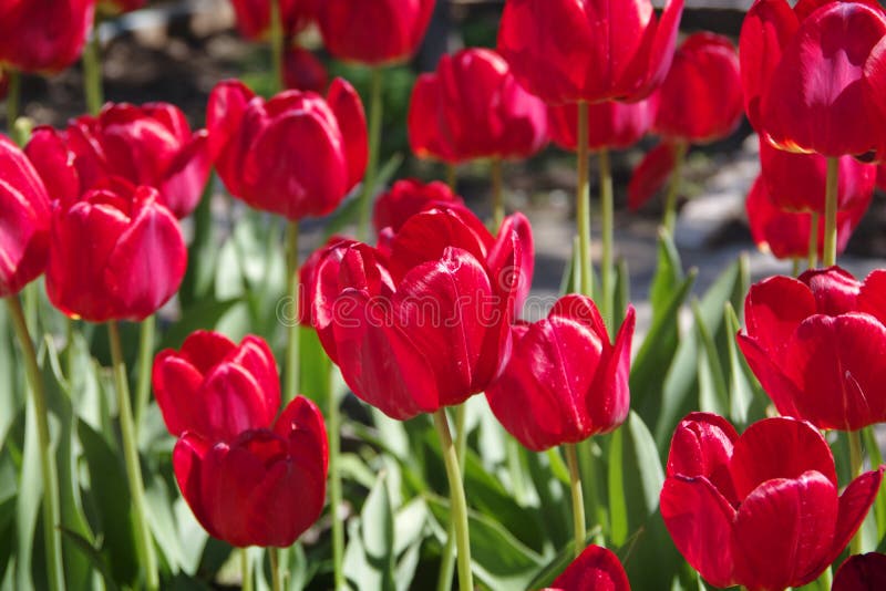 Spring Flowers Tulips of Bright Red Color Stock Image - Image of flower ...