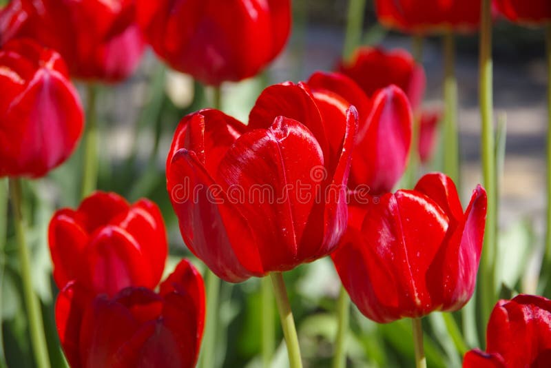 Spring Flowers Tulips of Bright Red Color Stock Photo - Image of rich ...