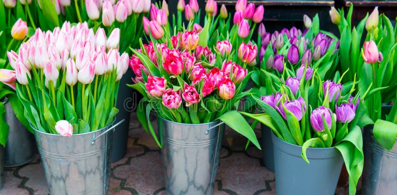 Spring Flowers Tulips in Buckets Stock Photo - Image of season, street ...