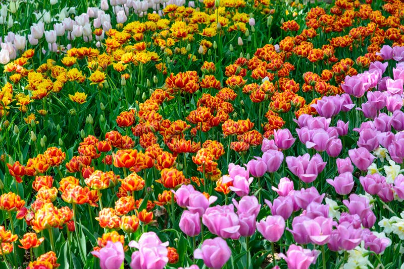 Spring flowers, tulips. stock photo. Image of tulip, white - 77051982