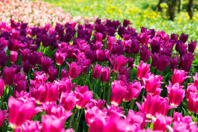 Spring flowers, tulips. stock photo. Image of multiple - 77052124