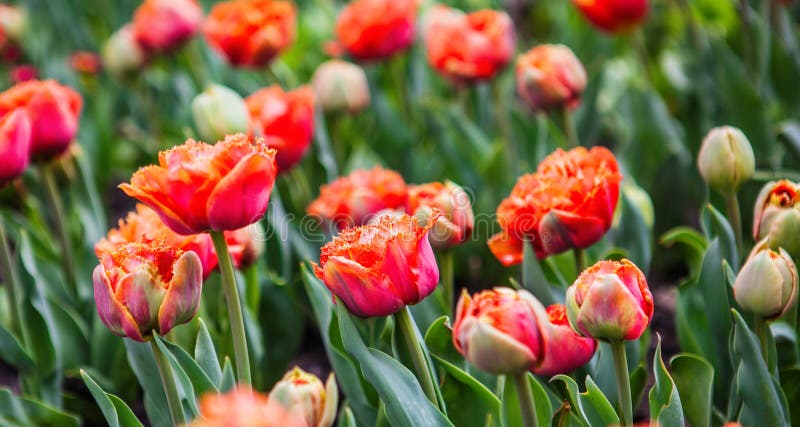Spring Flowers Tulips in the Garden Stock Photo - Image of april ...