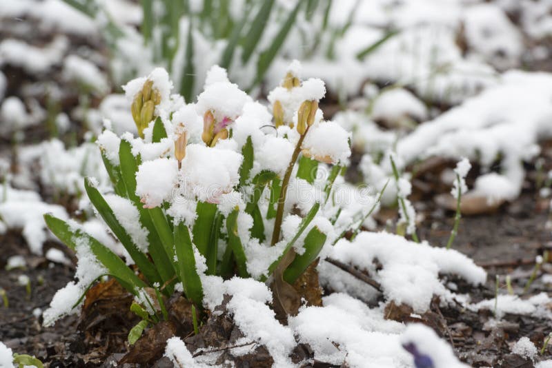 Spring flowers under snow stock photo. Image of ground - 177290960