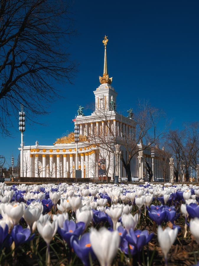Spring Flowers at VDNH. Blooming Crocuses Stock Image - Image of russia ...