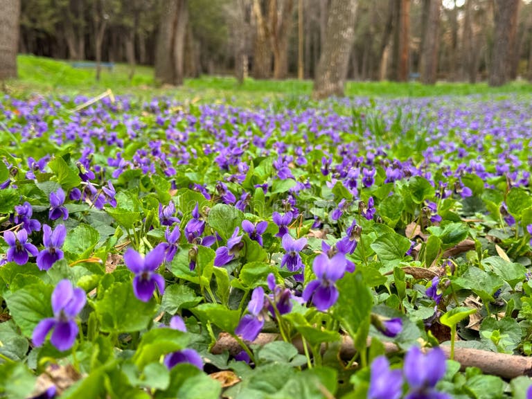Spring Flowers. Violet Violets Flowers Bloom in the Spring Forest ...