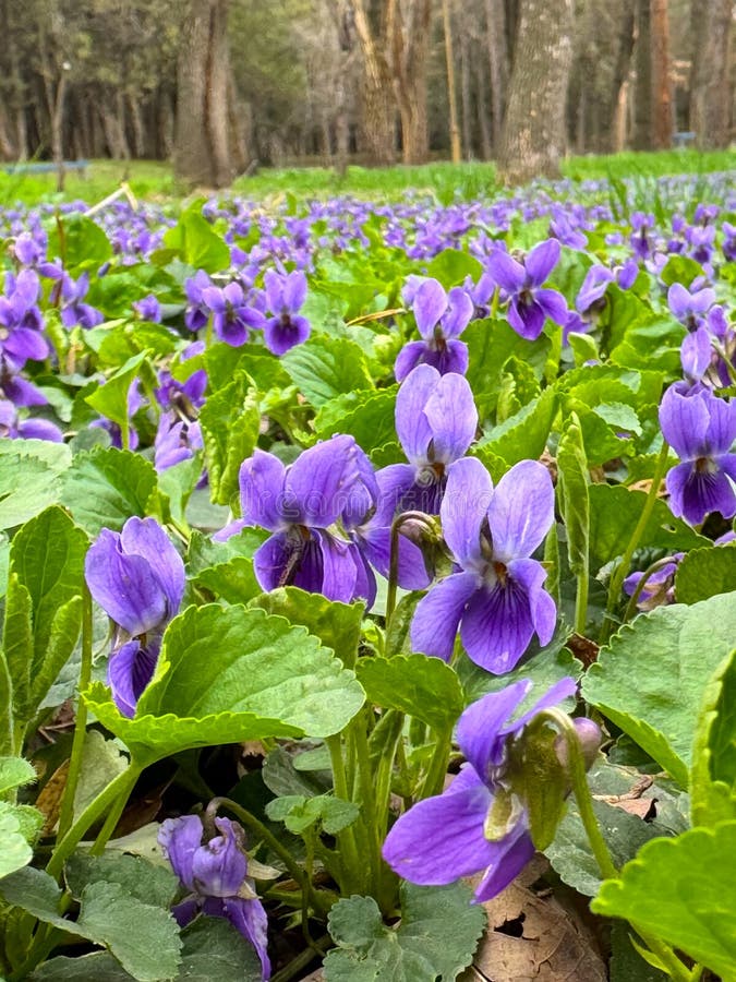 Spring Flowers. Violet Violets Flowers Bloom in the Spring Forest ...
