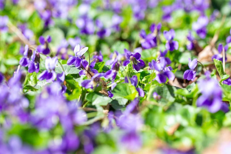 Spring Flowers. Violet Violets Flowers Bloom in the Spring Forest ...