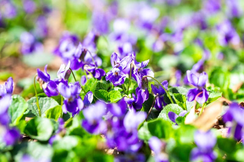 Spring Flowers. Violet Violets Flowers Bloom in the Spring Forest ...