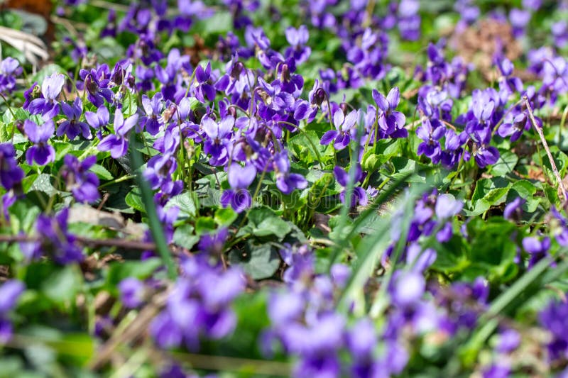 Spring Flowers. Violet Violets Flowers Bloom in the Spring Forest ...