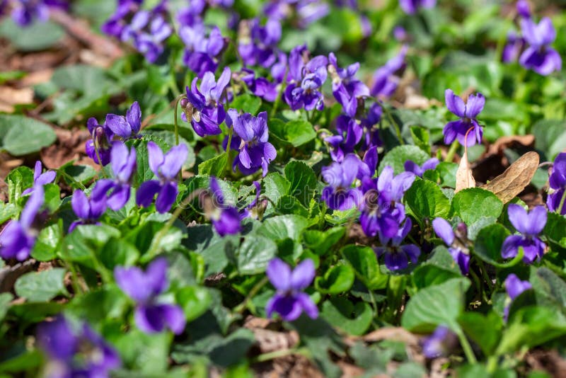 Spring Flowers. Violet Violets Flowers Bloom in the Spring Forest ...