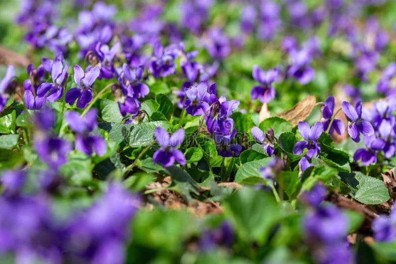 Spring Flowers. Violet Violets Flowers Bloom in the Spring Forest ...