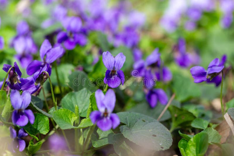 Spring Flowers. Violet Violets Flowers Bloom in the Spring Forest ...