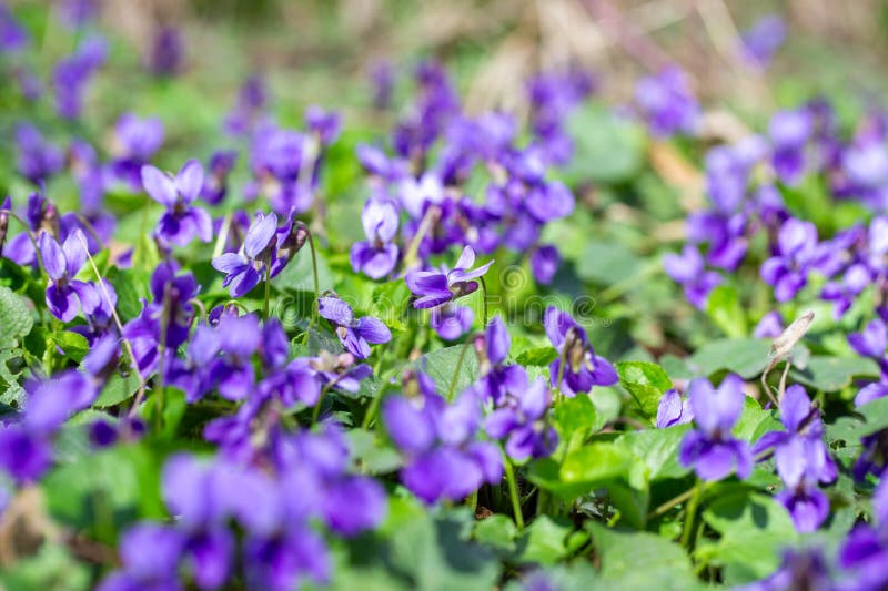 Spring Flowers. Violet Violets Flowers Bloom in the Spring Forest ...