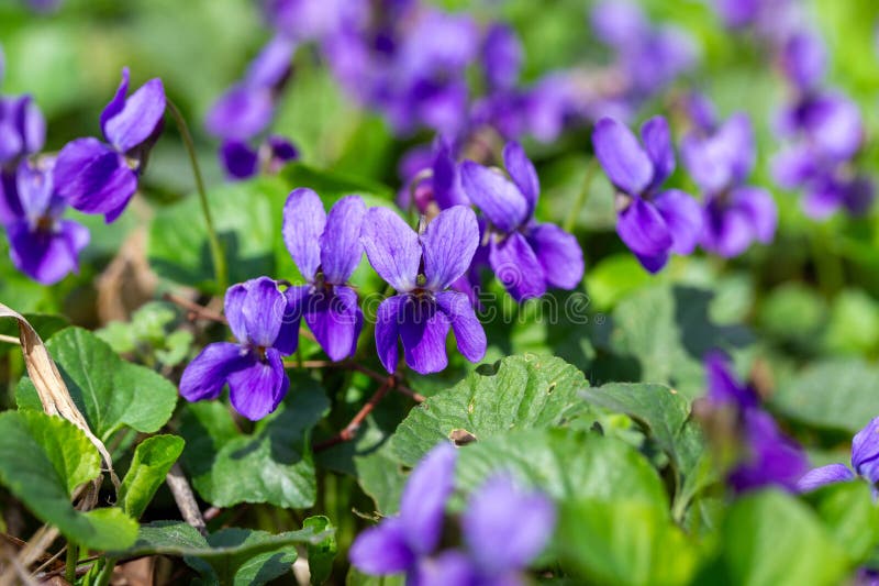 Spring Flowers. Violet Violets Flowers Bloom in the Spring Forest ...