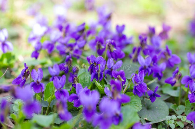 Spring Flowers. Violet Violets Flowers Bloom in the Spring Forest ...