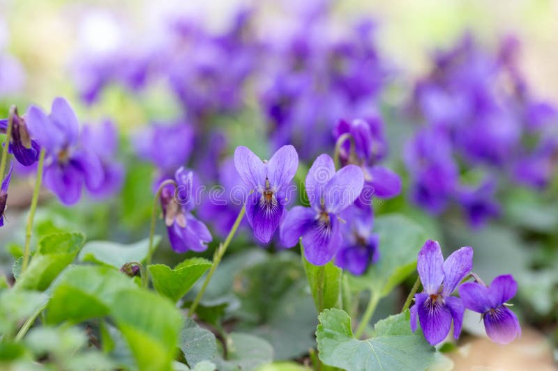 Spring Flowers. Violet Violets Flowers Bloom in the Spring Forest ...