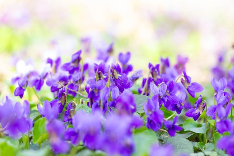 Spring Flowers. Violet Violets Flowers Bloom in the Spring Forest ...