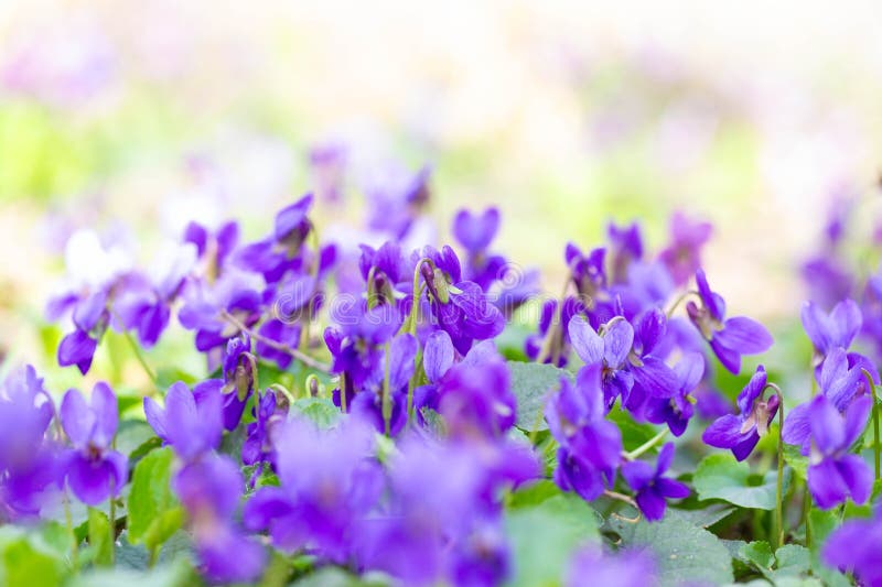 Spring Flowers. Violet Violets Flowers Bloom in the Spring Forest ...