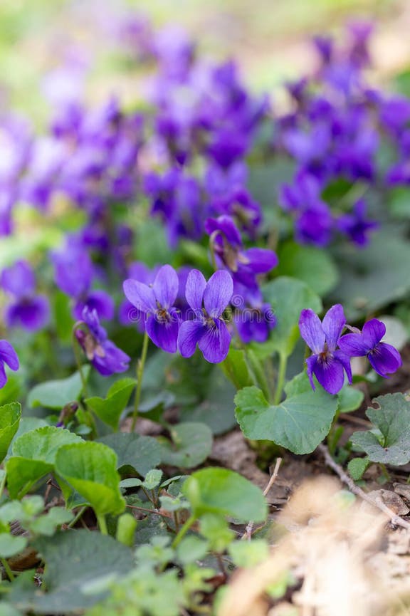 Spring Flowers. Violet Violets Flowers Bloom in the Spring Forest ...