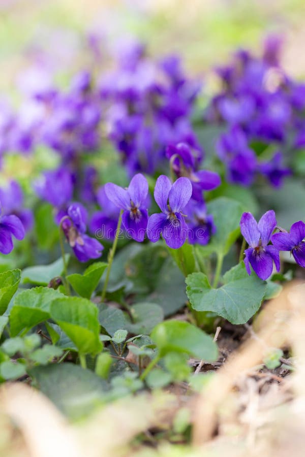 Spring Flowers. Violet Violets Flowers Bloom in the Spring Forest ...