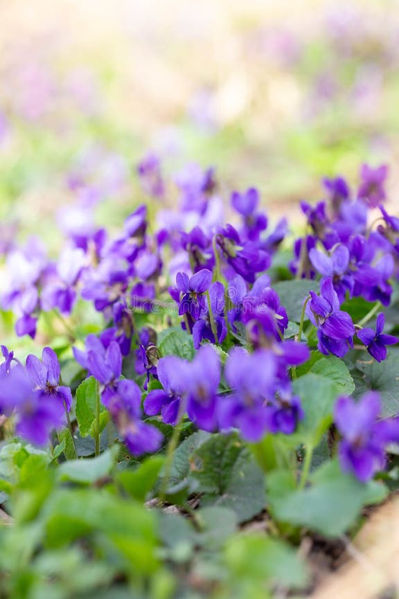 Spring Flowers. Violet Violets Flowers Bloom in the Spring Forest ...