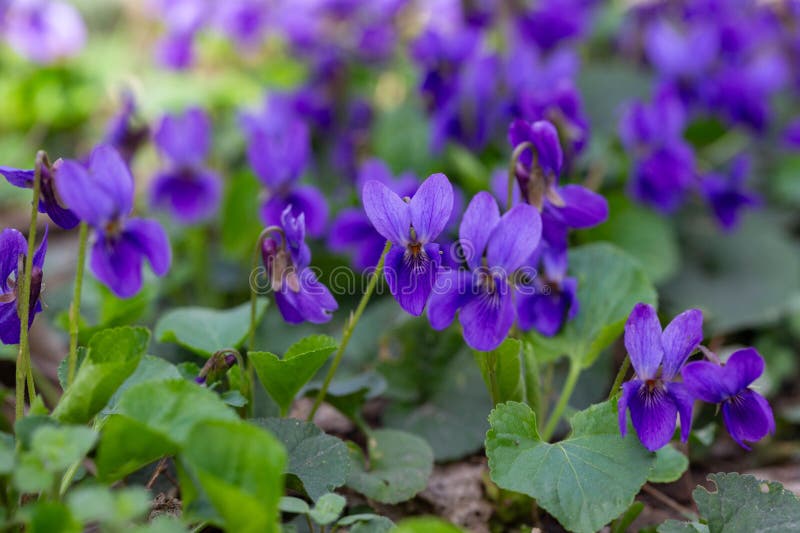 Spring Flowers. Violet Violets Flowers Bloom in the Spring Forest ...