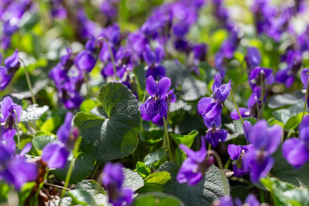 Spring Flowers. Violet Violets Flowers Bloom in the Spring Forest ...